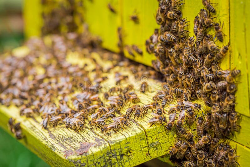 Closeup of Beehives with Bees in Garden in Summer, Poland Stock Photo ...