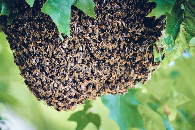 Beehive on tree branch stock image. Image of bees, healthy - 33632521