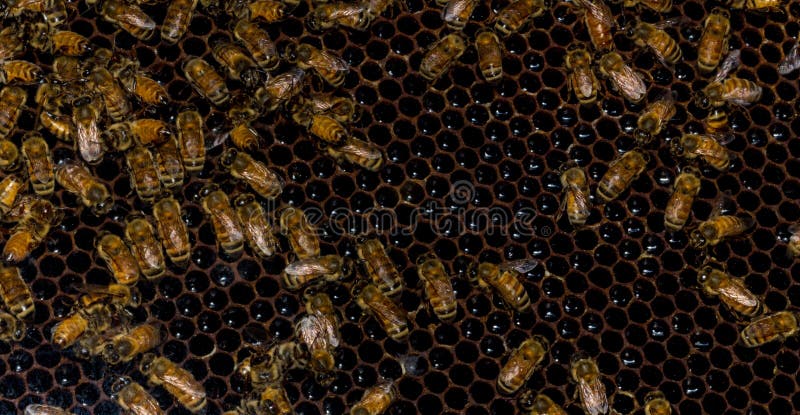 Closeup Bees Beehive stock image. Image of cross, nature - 198873313