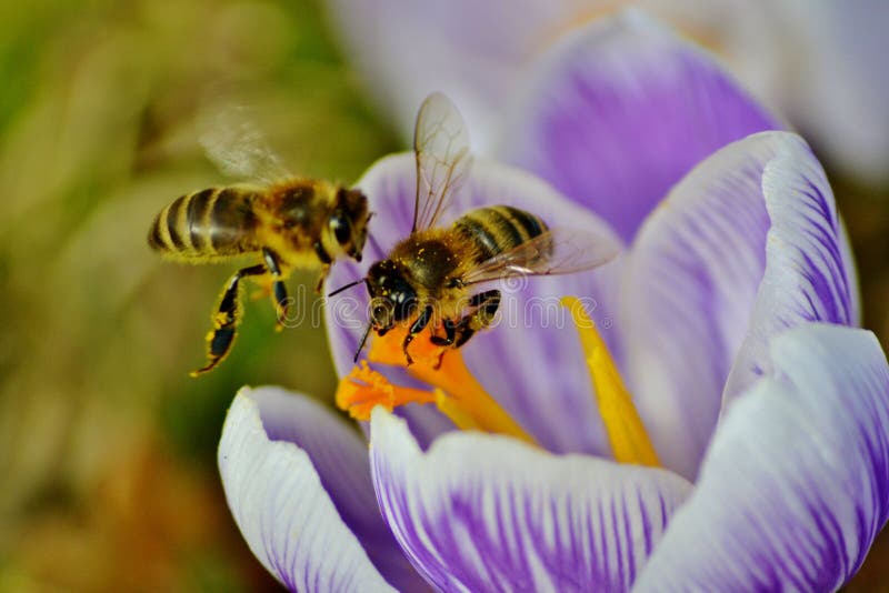 Closeup of Bees Sipping Nectar from Purple Flower Stock Image - Image ...