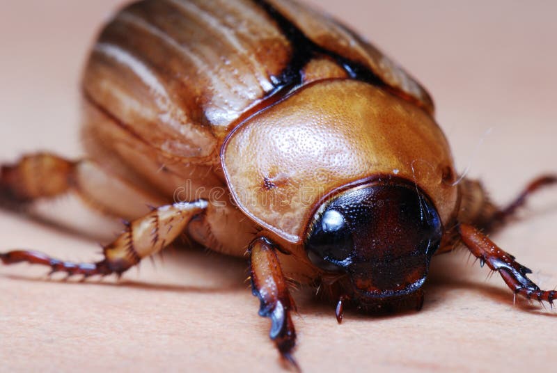 European Chafer June Bug stock image. Image of scarab - 14156931