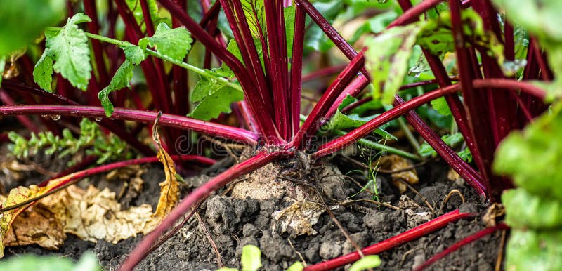 Closeup Beetroot Growing on Garden Bed. Field of Beetroot Foliage Stock ...