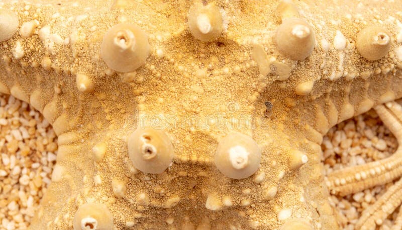 Closeup of Beige Starfish with Button Like Structures on Sand Texture ...