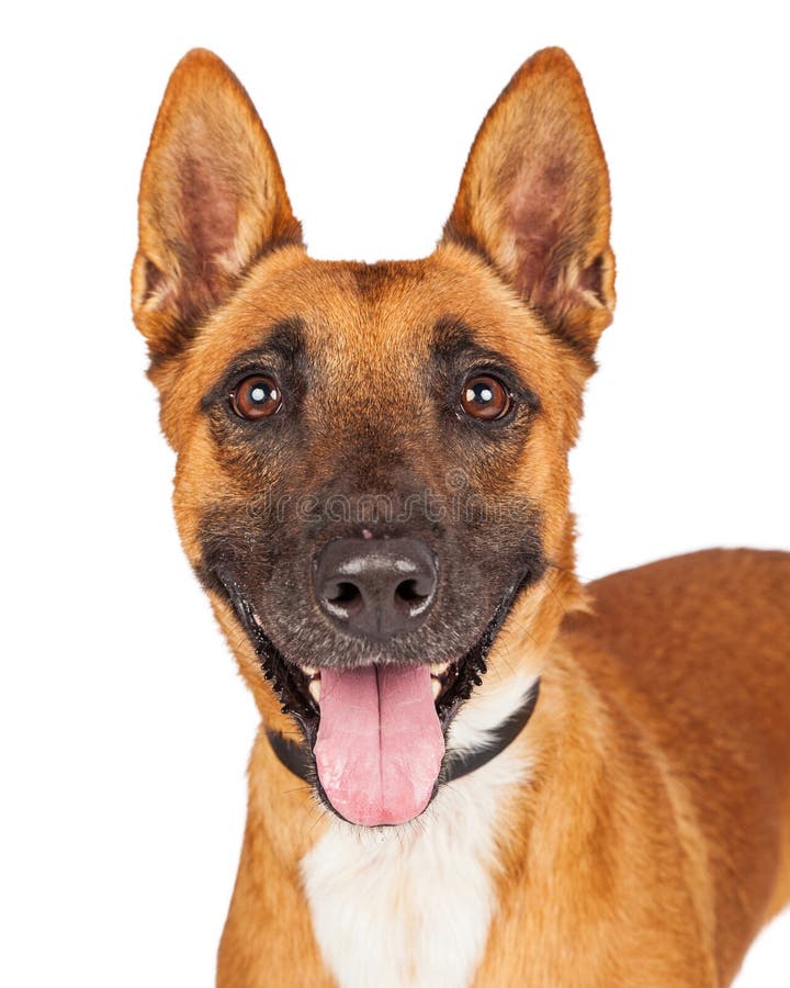 Closeup of Belgian Shepherd Crossbreed Dog Stock Image - Image of shot ...