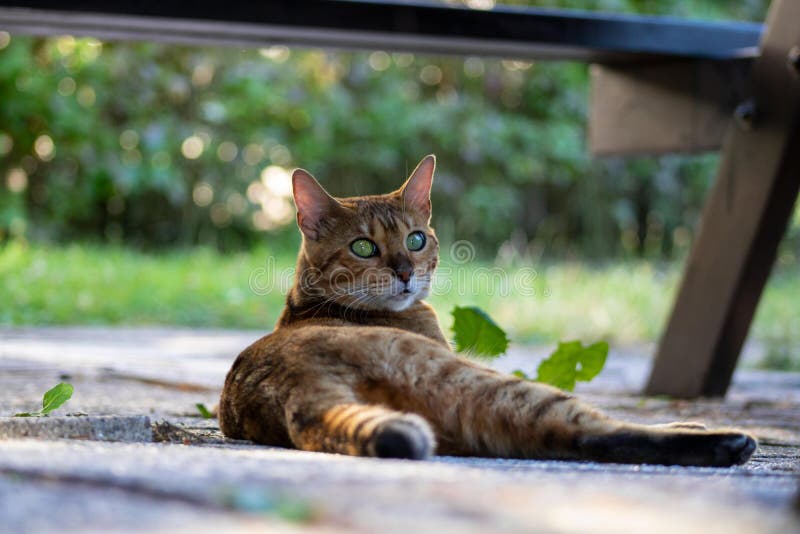 Closeup of a Bengal Cat Lying on the Ground. Stock Image - Image of ...