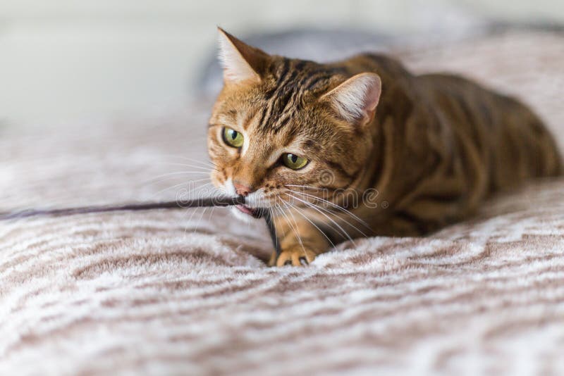 Closeup of a Bengal Cat Playing with a Rope on a Bed Under the Lights ...