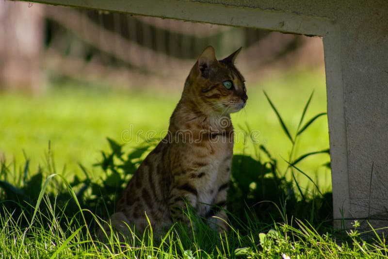 Closeup of a Bengal Cat Sitting in the Shadow. Stock Photo - Image of ...