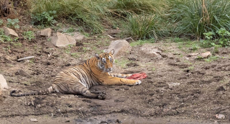 Closeup of a Bengal Tiger Lying on the Sand with a Red Cloth Near Stock ...