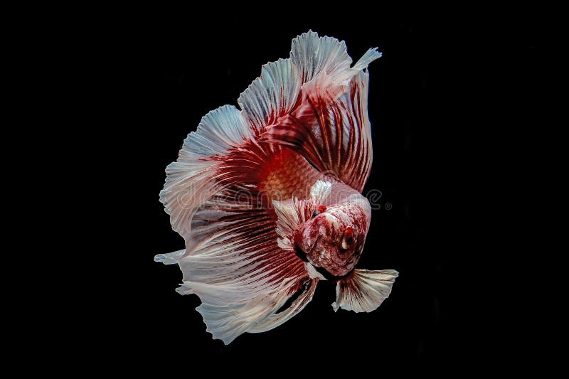 Closeup Betta Fish Big Ear on Black Background Stock Image - Image of ...