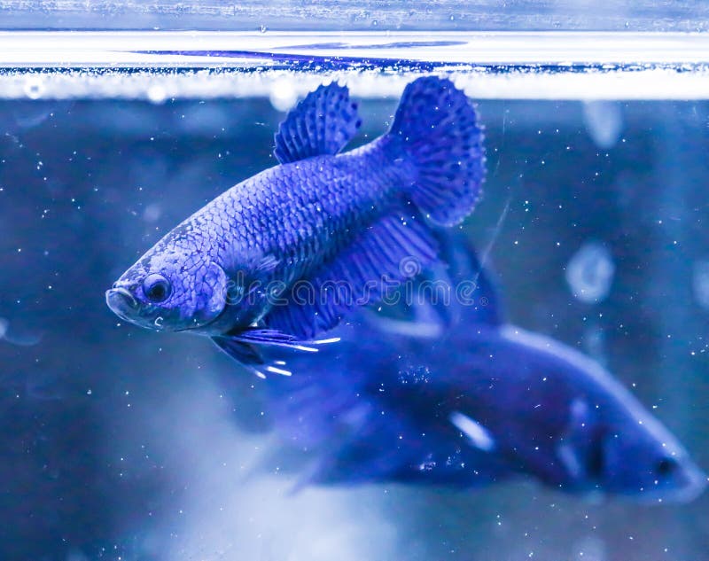 Closeup of Betta Fish, Siamese Fighting Fish, Betta Splendens in Stock ...