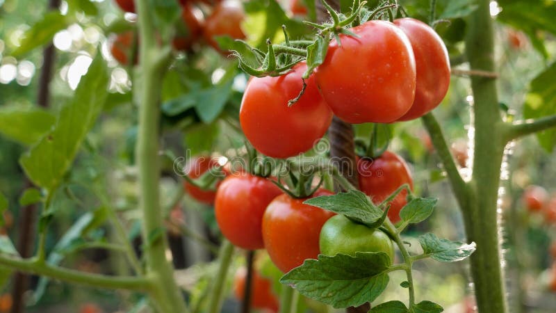 Closeup of Big Bunch of Ripe Red Tomatoes Growing at Garden Stock Photo ...