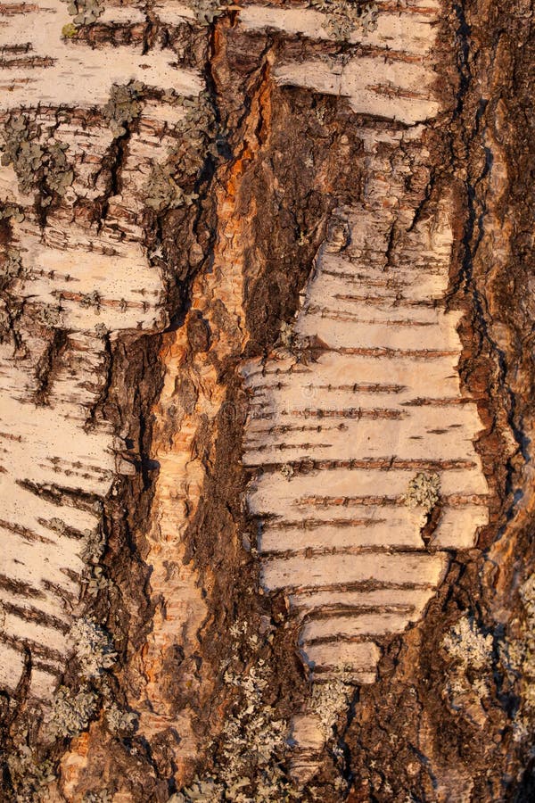 Big Crack in the Birch Bark Stock Photo - Image of natural, brown ...
