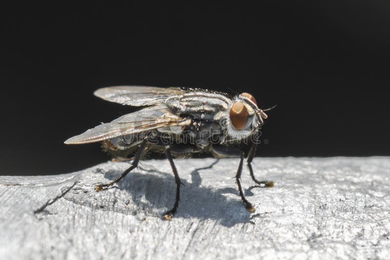 Closeup of a big fly stock photo. Image of hugh, wings - 75213696