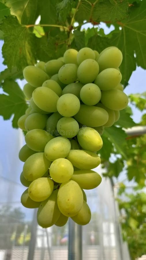 The big green grape stock photo. Image of fruit, plant - 212554484