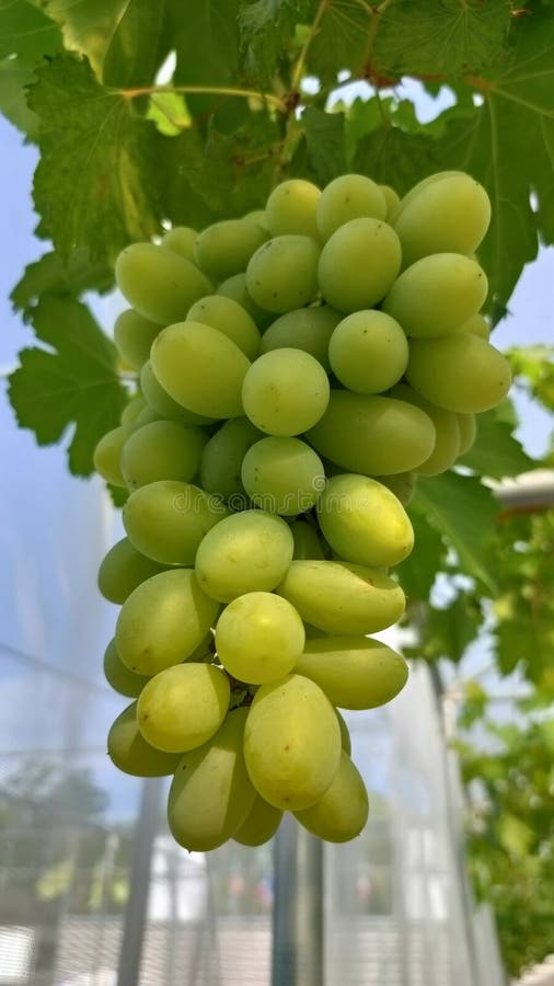 The big green grape stock image. Image of crop, field - 212554491