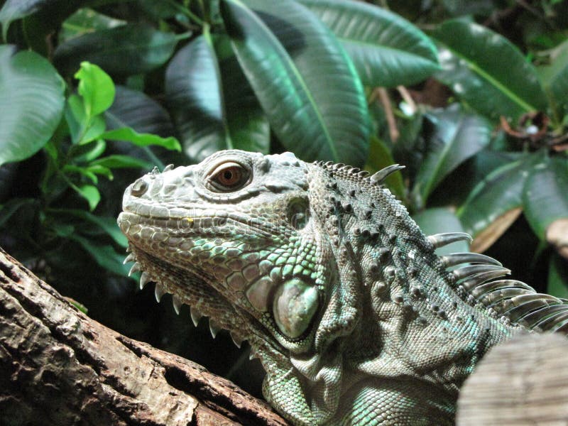 Closeup of a Big Green Iguana Resting on a Tree Branch Stock Photo ...