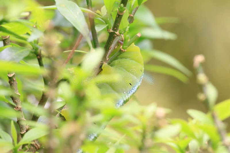 Closeup the Big Green Worm on Tree, Giant Green Worm on Treetop Stock ...