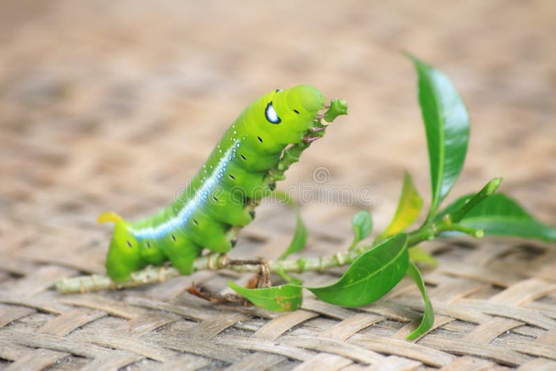 Closeup the Big Green Worm on Tree, Giant Green Worm on Treetop Stock ...