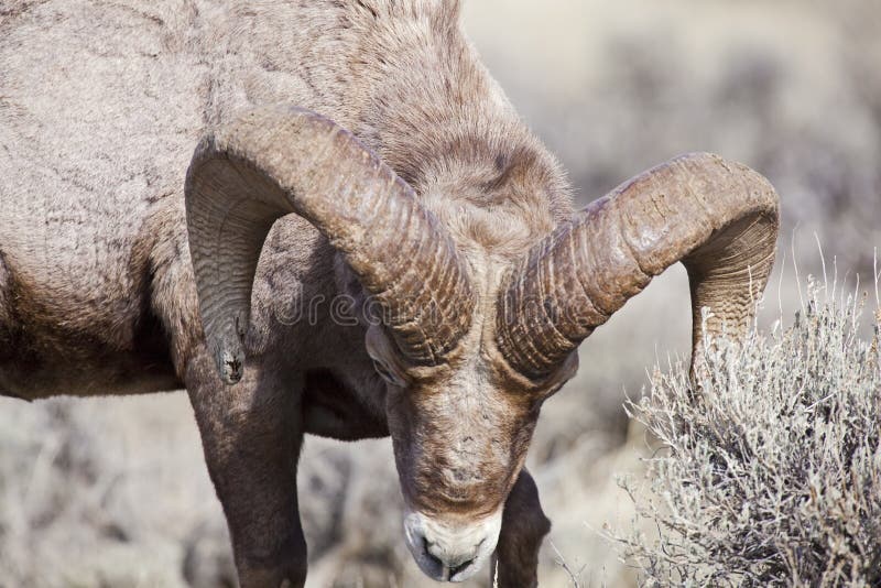 Closeup Of Big Horn Sheep Ram Stock Image - Image of male, animal: 27493649