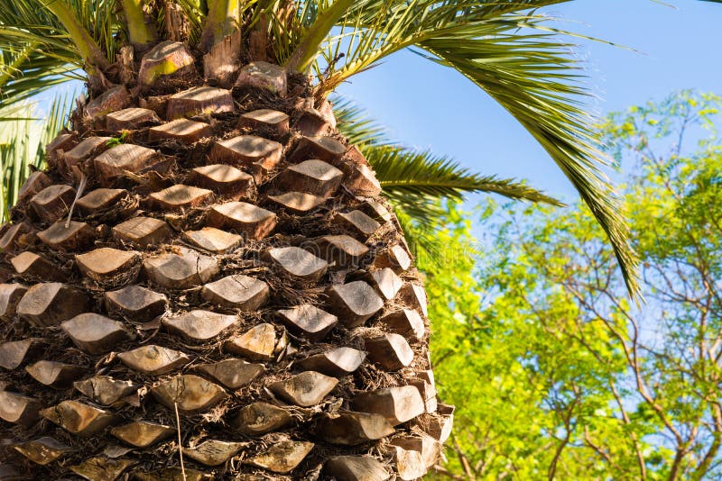 Closeup of big palm tree. stock photo. Image of beautiful - 169156644