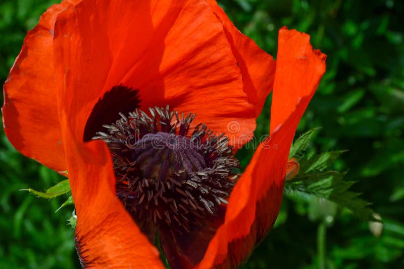 Closeup of a Big Red Poppy Summer Period Stock Image - Image of grass ...