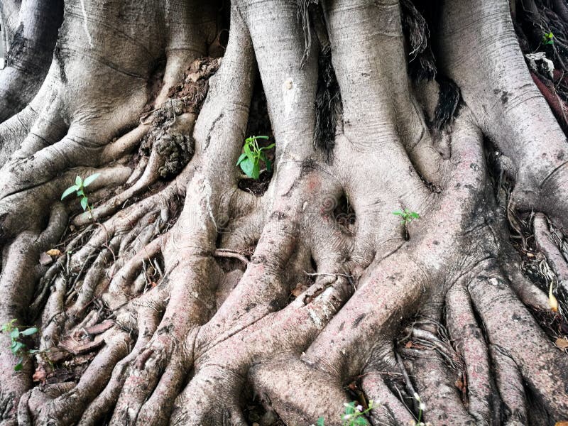 Closeup Big Roots of Old Tree Stock Image - Image of ladies, natural ...