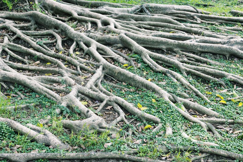 Closeup big tree root stock image. Image of growth, beauty - 146777989