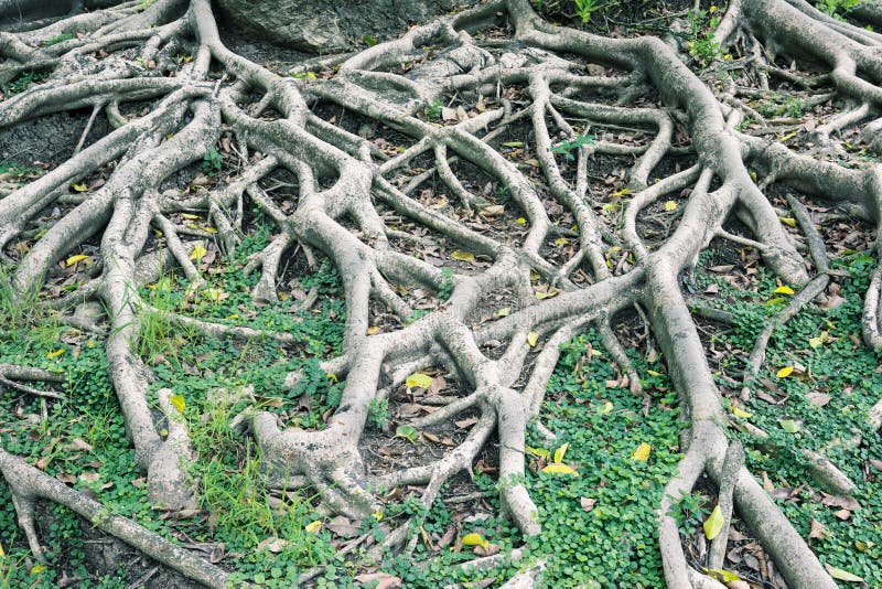 Closeup big tree root stock image. Image of ground, bodhi - 146778039