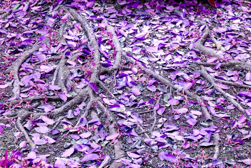 Closeup Big Tree Root with Purple Leaf and Plant Seeds Stock Image ...