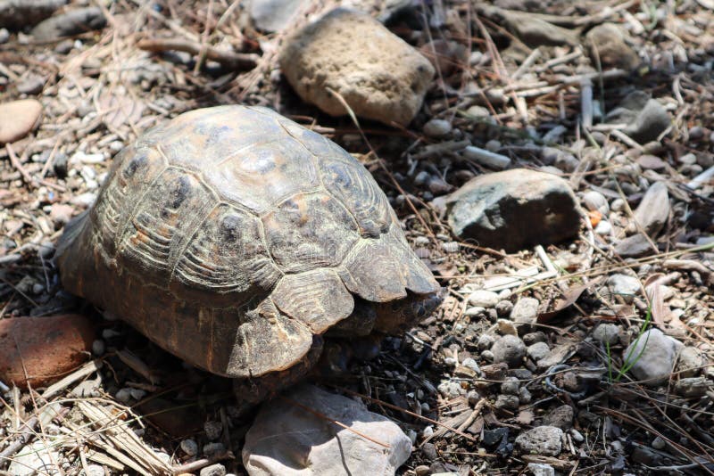 Turtle on a Rock stock image. Image of little, green - 14928121