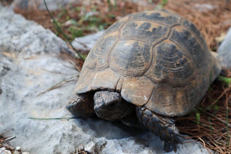 Turtle on a Rock stock image. Image of little, green - 14928121