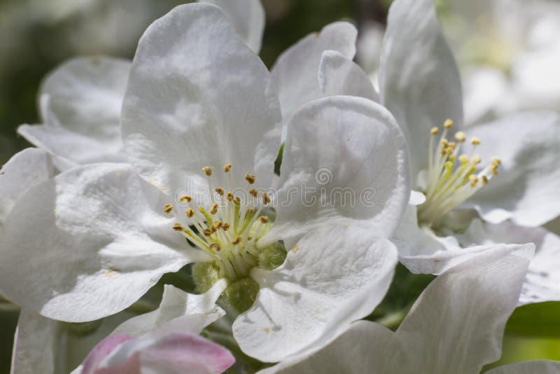 Closeup of Big White Flower of Blossoming Apple Tree Stock Image ...