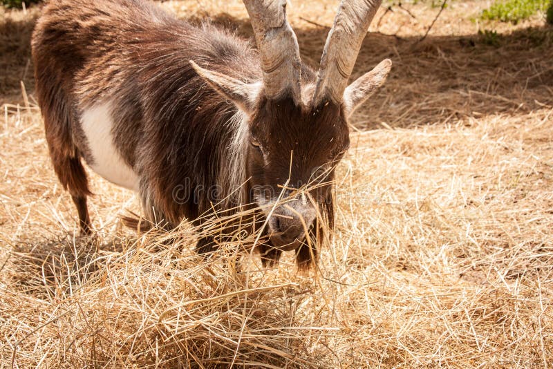 Closeup of Billy Goat Eating Hay Stock Image - Image of brown, eating ...