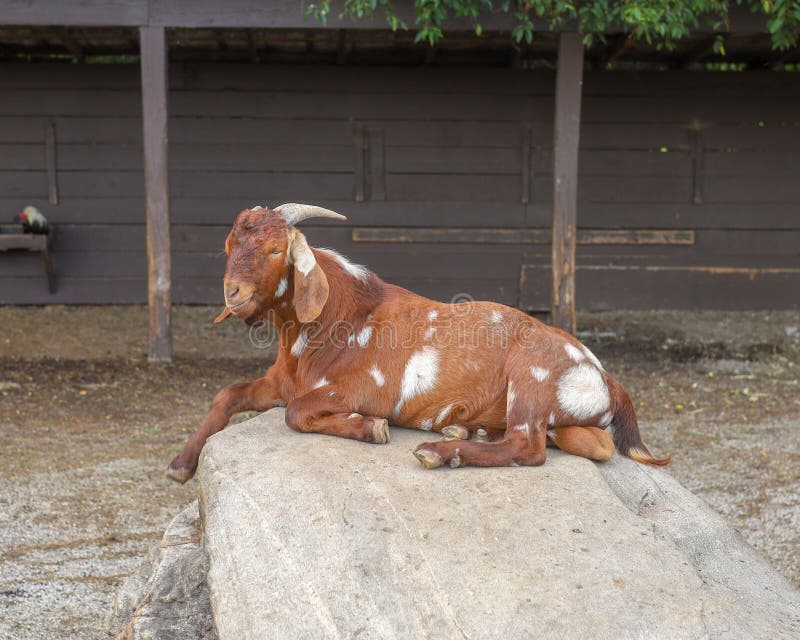 Closeup of a Billy Goat Laying on a Rock Stock Image - Image of fluffy ...