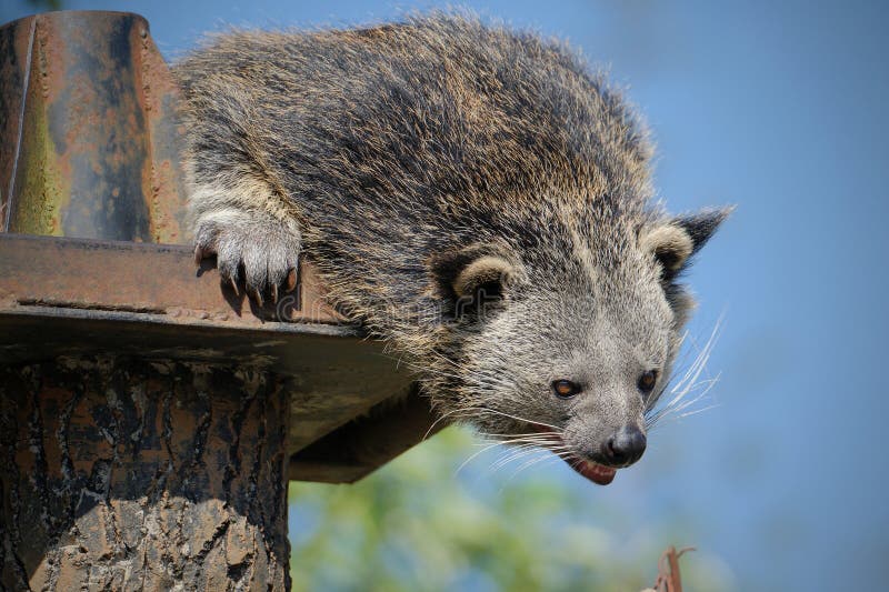 Closeup of a binturong stock image. Image of mammals - 318447299