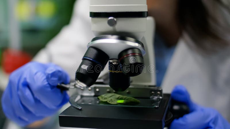 Closeup of Biologist Hands Putting Leaf Sample Under Microscope Stock ...