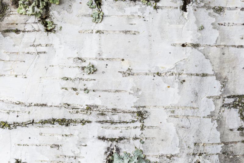 Closeup of Birch Bark Background Stock Image - Image of background ...