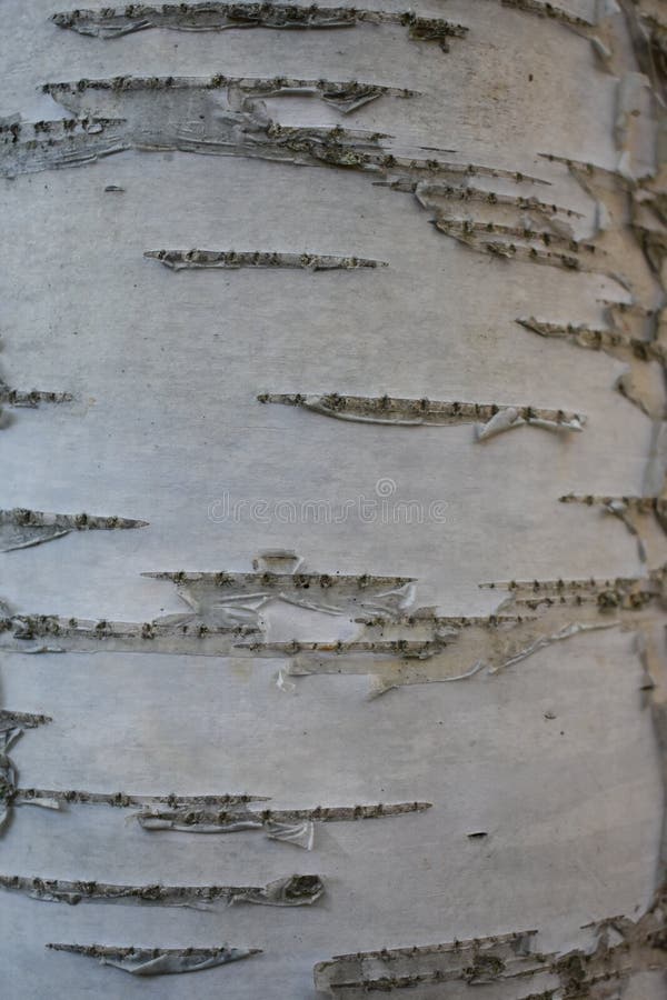 Closeup of a Birch Tree Bark Stock Photo - Image of surfaces, closeup ...