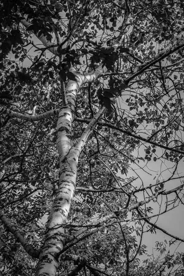 Closeup Birch Tree Leaves Canopy Background Monochrome Texture Stock ...