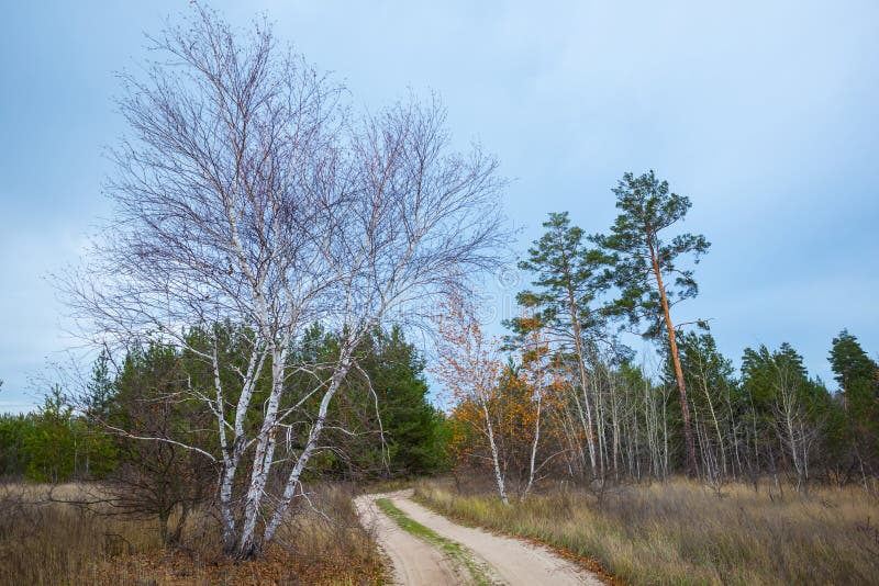 Road through the Autumn Forest Stock Image - Image of outdoor, road ...