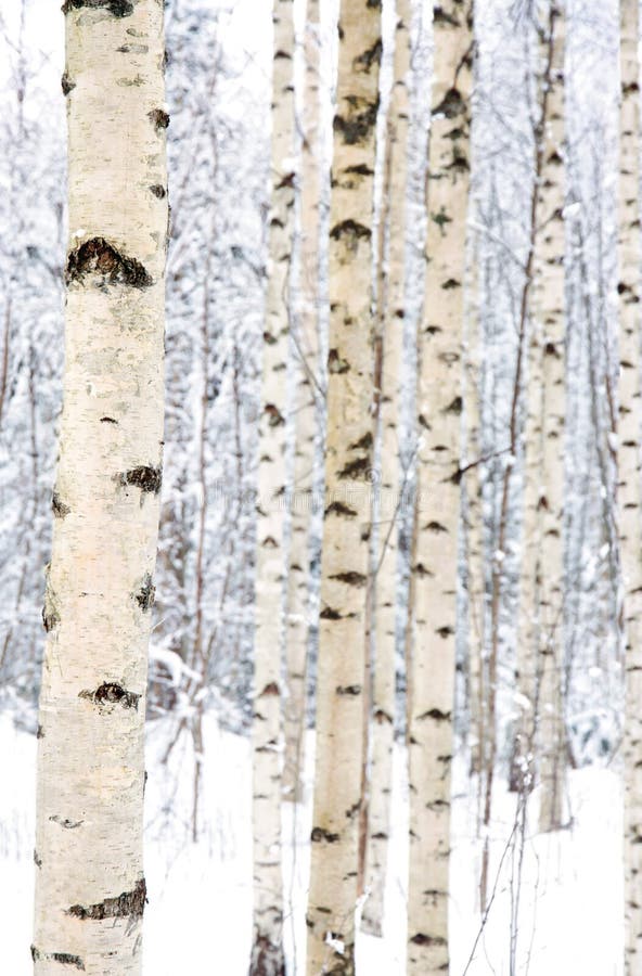 Closeup of Birch Trees in a Snowy Forest Stock Photo - Image of snowy ...