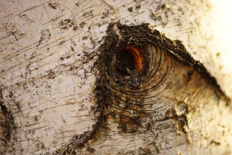 Closeup Birch Trunk with Knot. Tree Bark for Background Stock Image ...