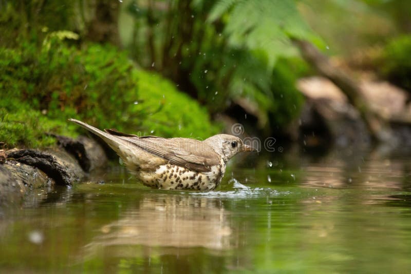 Bird grooming itself stock image. Image of detail, nature - 6939373