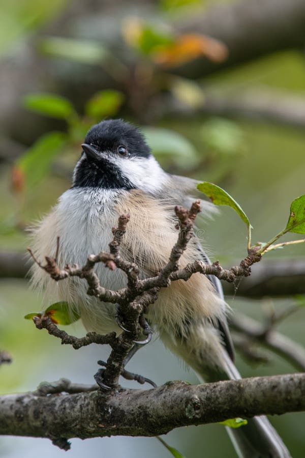 Chickadee in a tree stock image. Image of branch, perched - 125707313