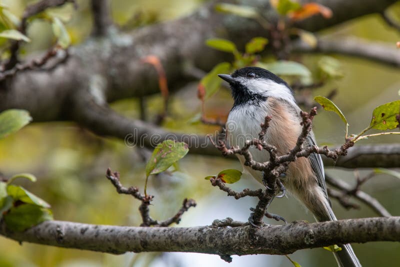 Chickadee in a tree stock image. Image of branch, perched - 125707313