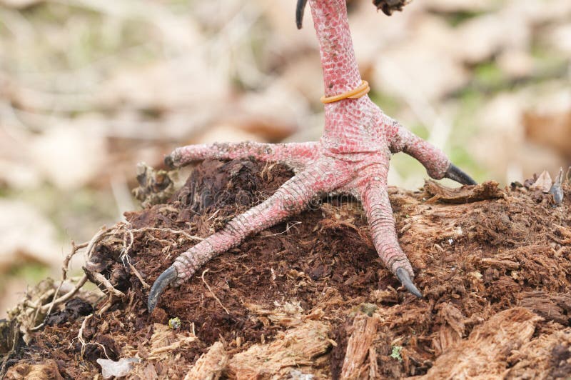 Closeup of a bird paws stock image. Image of animal, claw - 18321111