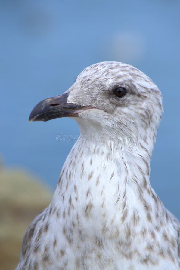 Closeup bird portrait stock image. Image of portrait - 80987057