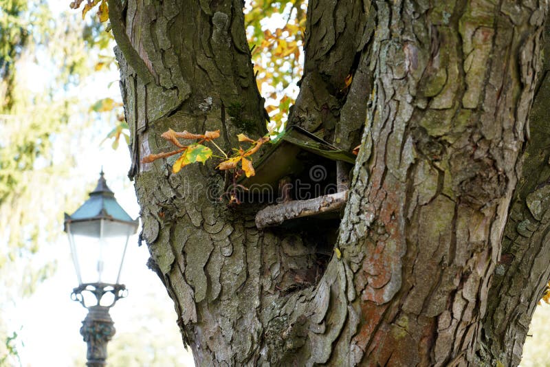 Closeup of a Birds Nest Inside the Trunk of a Tree with Leaves at the ...