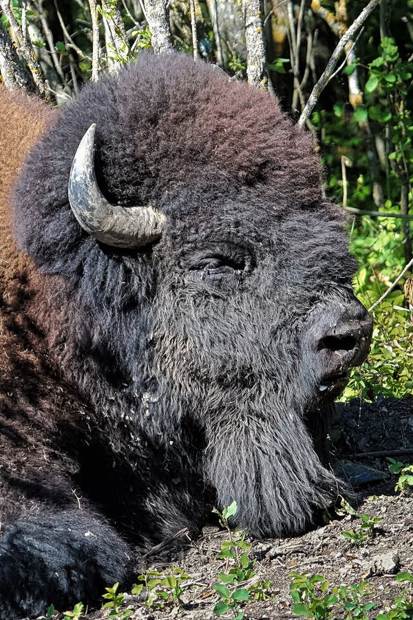Sleeping bison stock photo. Image of grass, pilsen, horns - 15504860