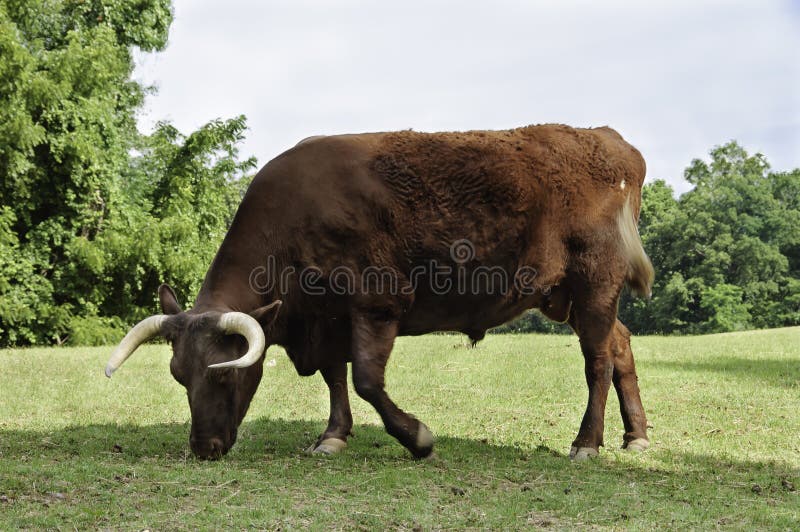 Closeup of a Bison in Motion Stock Photo - Image of fields, mount: 39752876